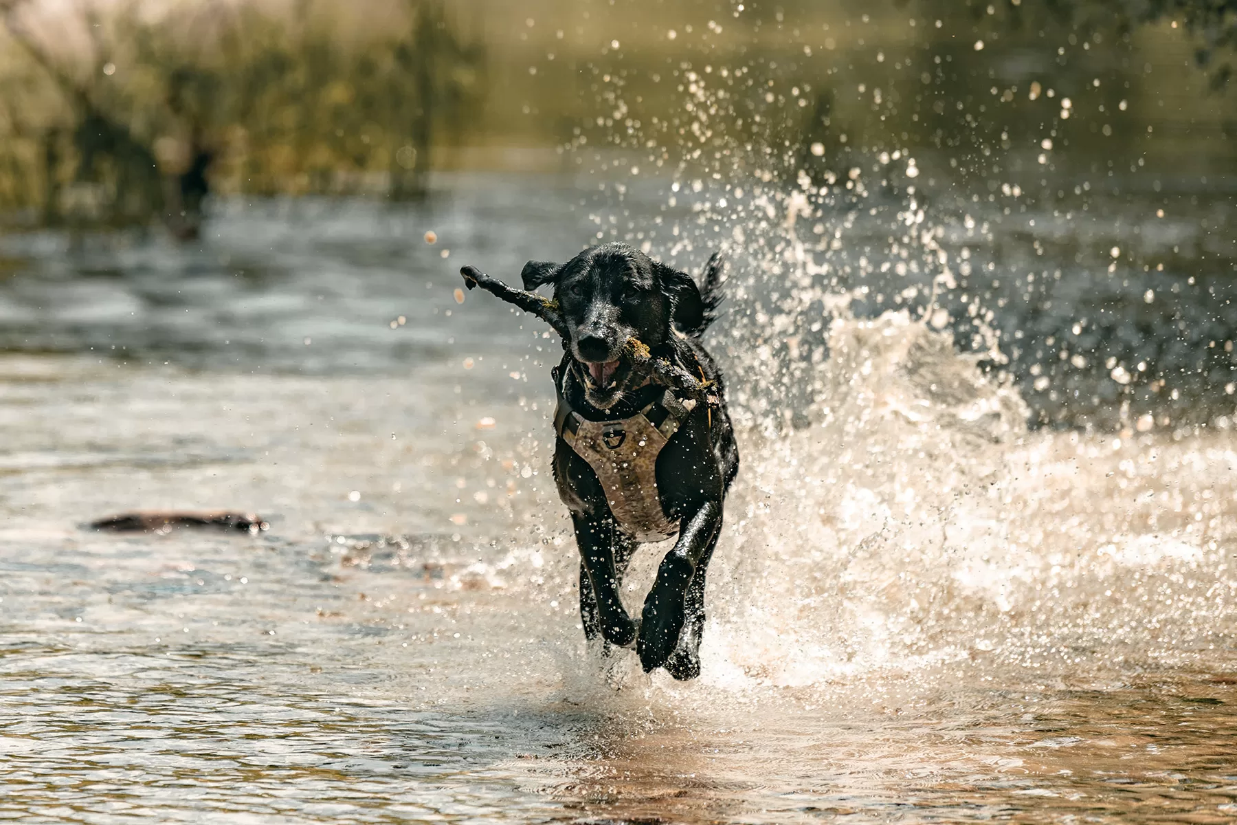 5.11 Tactical Introduces Mission Ready™ Dog and AROS K9 Collections - 5 ...